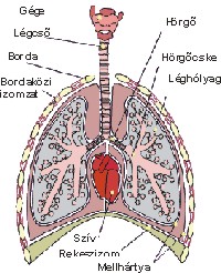Anatómia élettan - garat, gége, tüdő, hörgők - Tüdőközpont